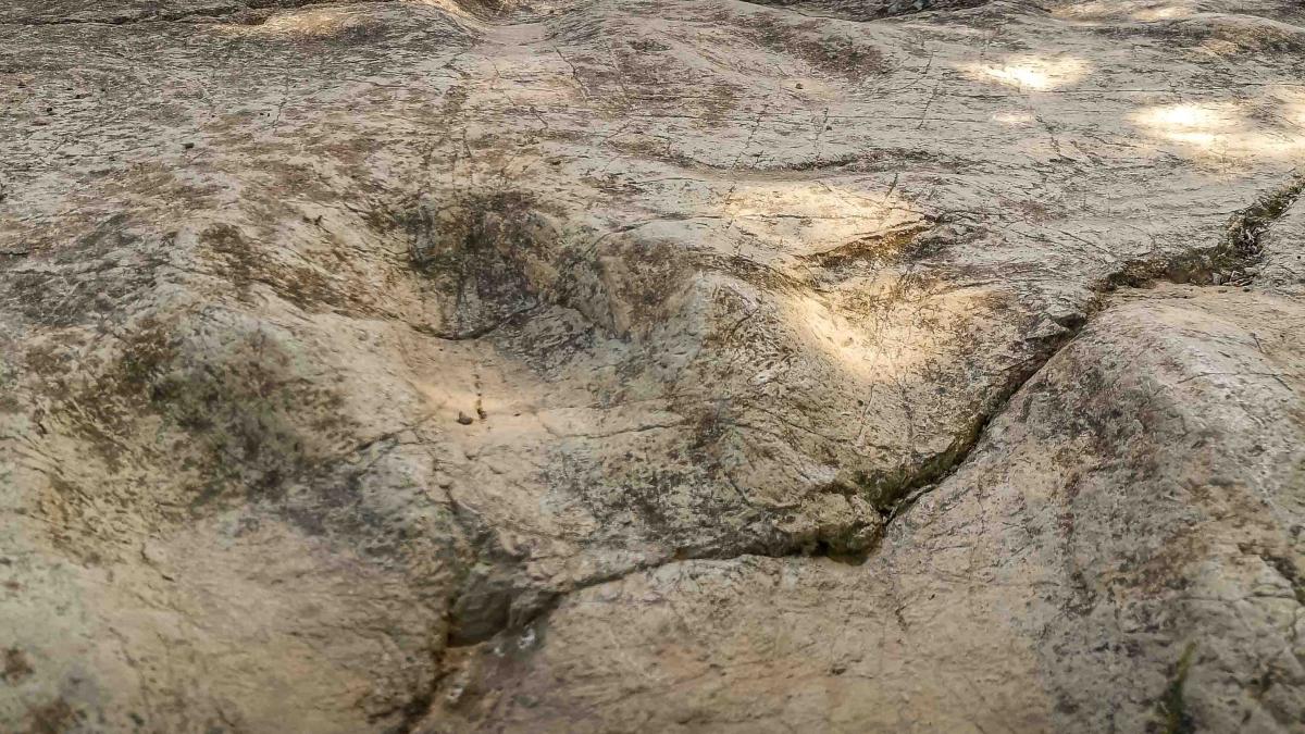 Een dinosaurus, een echte! | Explore Millau