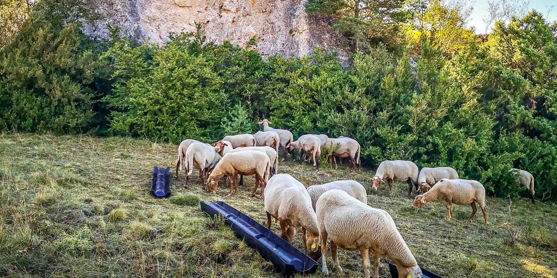 Roquesaltes, in the footsteps of shepherds and their animals | Explore ...