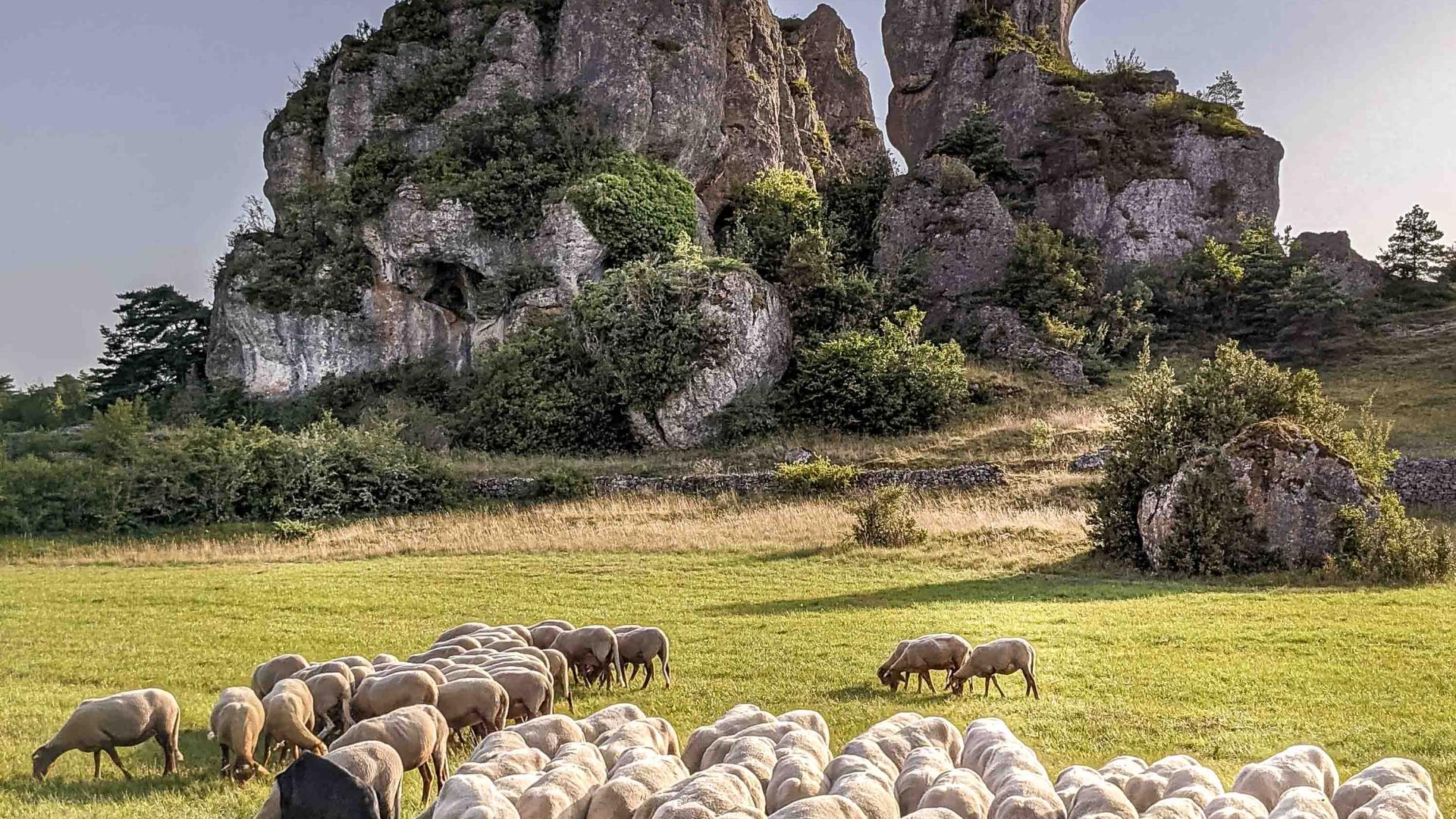 Roquesaltes, tras las huellas de los pastores | Explore Millau