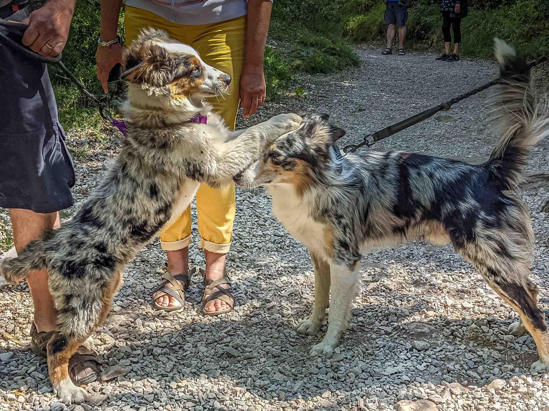 Canine adventure at Cité de Pierres | Explore Millau