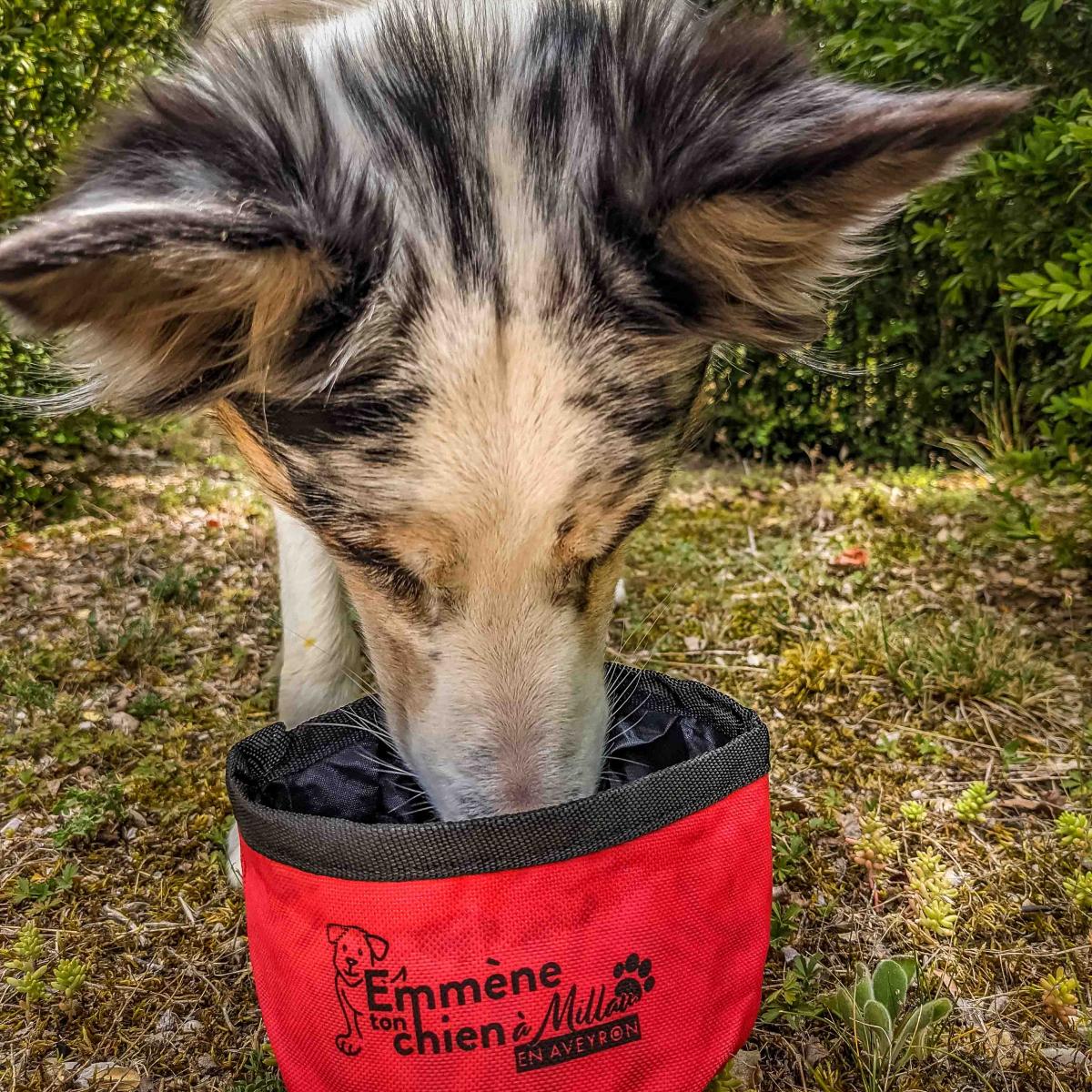 Canine adventure in the cité de pierres | Explore Millau