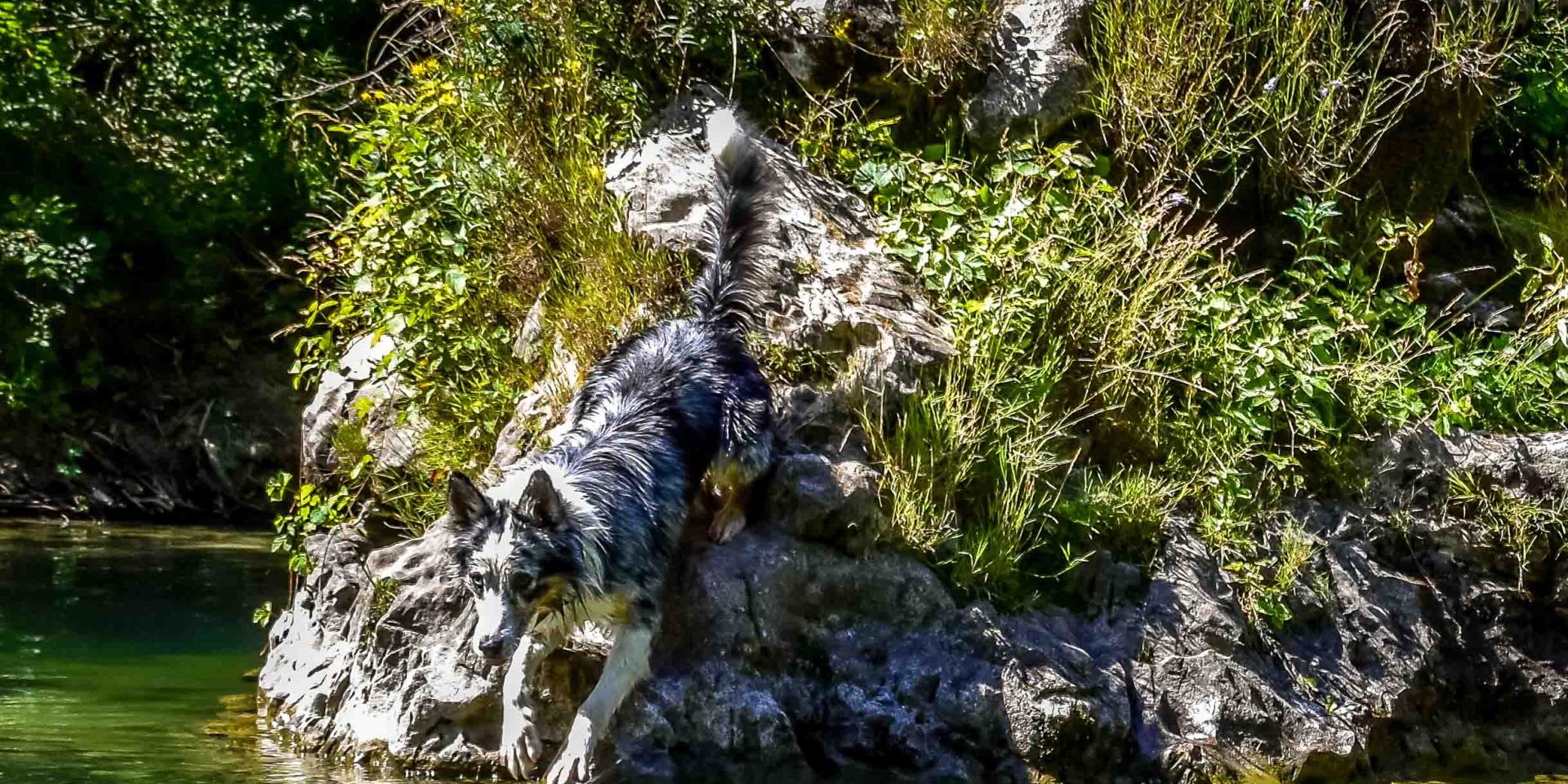 Canoë dans les Gorges du Tarn avec son chien | Explore Millau