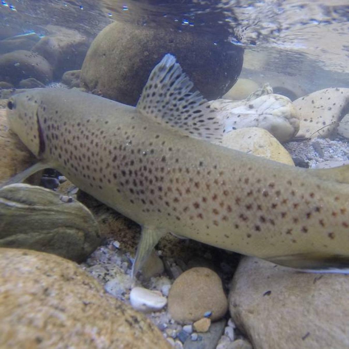 Fishing in the Tarn | Explore Millau
